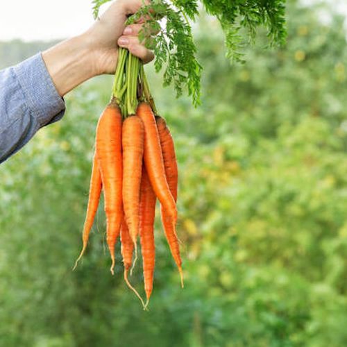 Organic vs. Conventional Food: Which is Better? | Differences Between ...